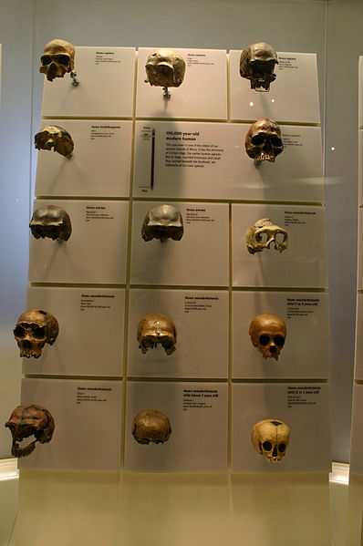 Groundbreaking Fossils Of 3 Different Human Species Found Groundbreaking Fossils Of 3 Different Human Species Found